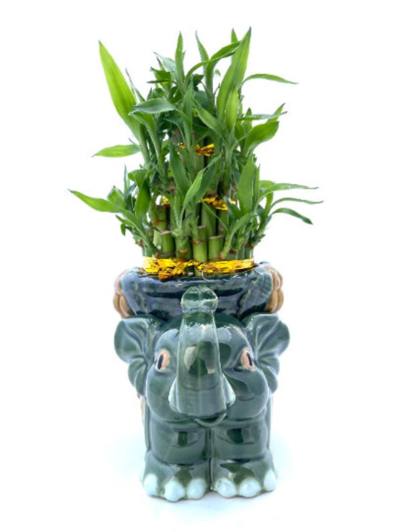 Three Tier Lucky Bamboo Green Elephant Arrangement With FREE Plant Food ...