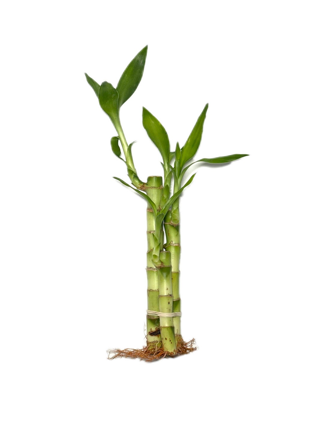 3 Stalk Live Lucky Bamboo Plant (1x - 6" Stalk, 1X - 4" Stalks,1x - 8 ...