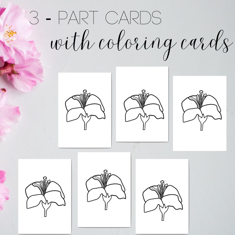 Parts of a Flower 3-part Cards Montessori and Printable PDF Flower ...
