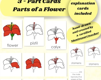 Parts of a Flower-montessori 3-part-cards - Etsy