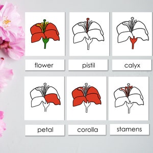 Parts of a Flower 3-part Cards Montessori and Printable PDF Flower ...