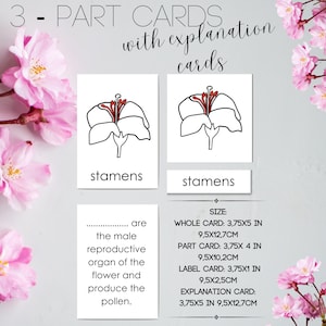 Parts of a Flower 3-part Cards Montessori and Printable PDF Flower ...