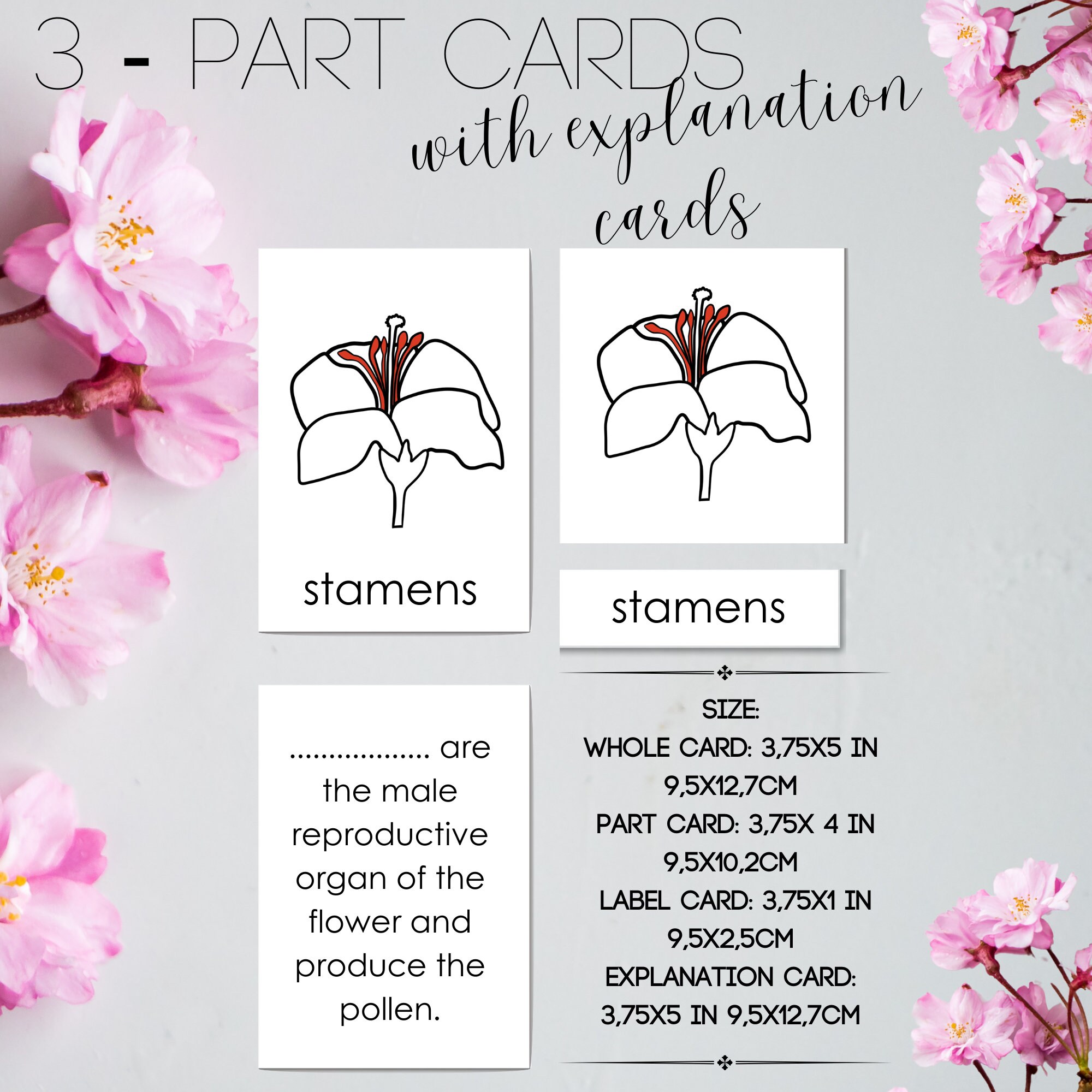 Parts of a Flower 3-part Cards Montessori and Printable PDF Flower ...