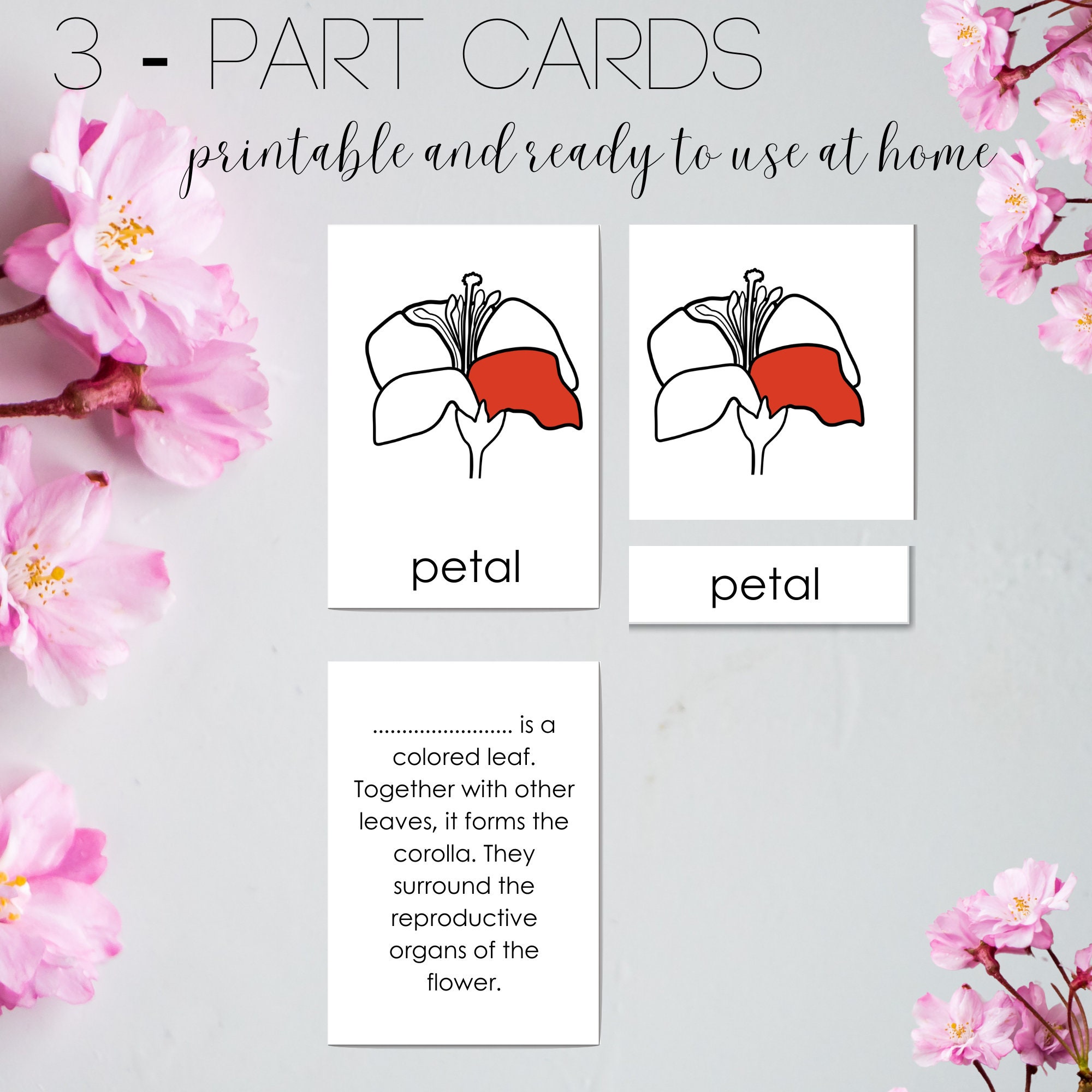 Parts of a Flower 3-part Cards Montessori and Printable PDF Flower ...