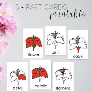 Parts of a Flower 3-part Cards Montessori and Printable PDF Flower ...