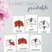 Parts of a Flower 3-part Cards Montessori and Printable PDF Flower ...