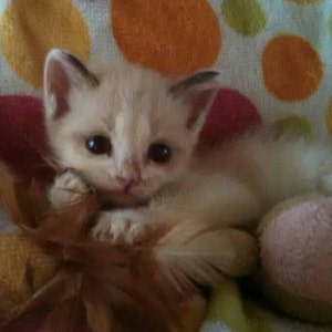 Earrings Gold Blue Sapphire Posts Studs - Eco Friendly Yellow or White ...