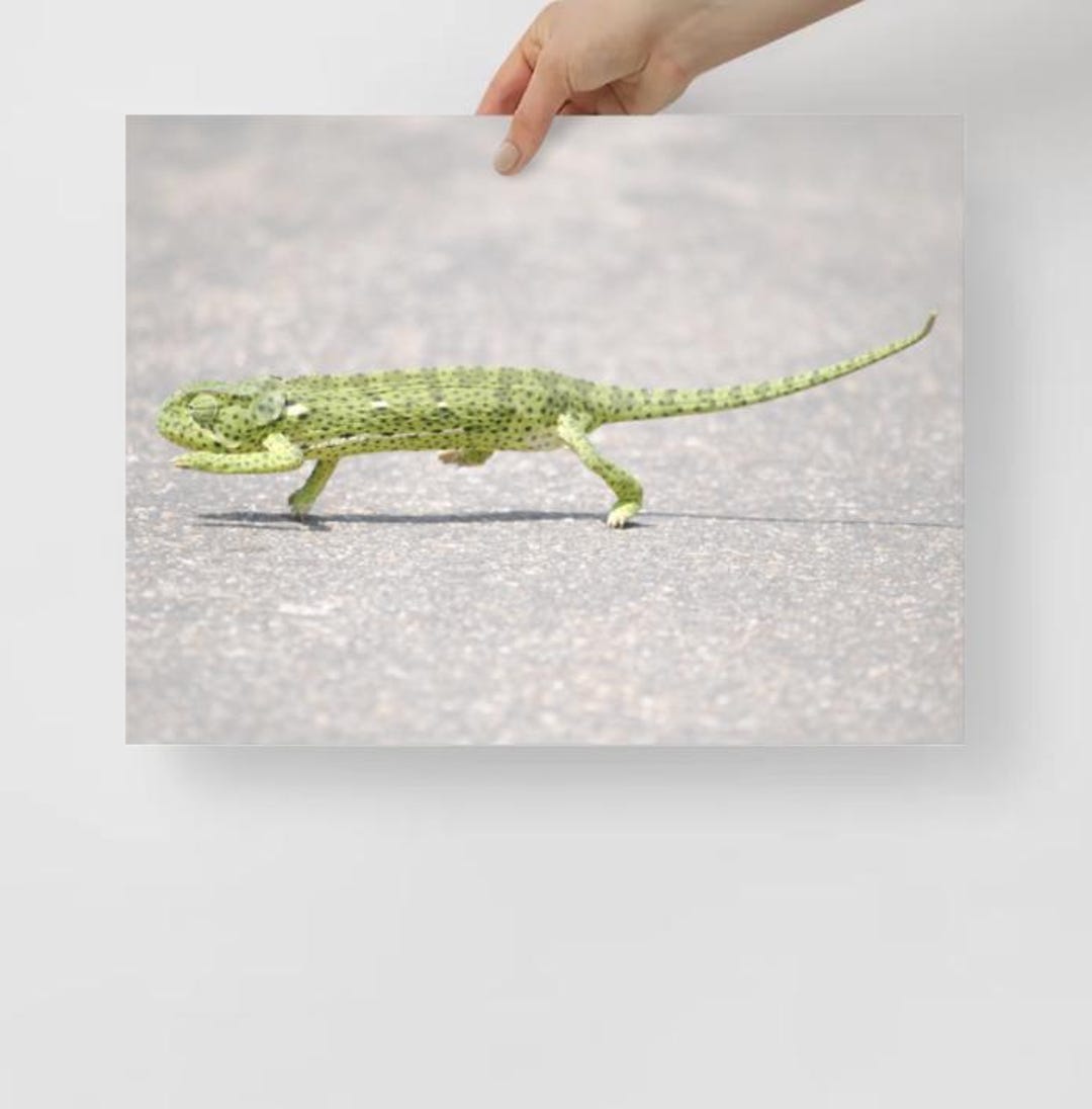 Chameleon Poster Cute Lizard Gecko Wall Art African Safari Home Decor ...