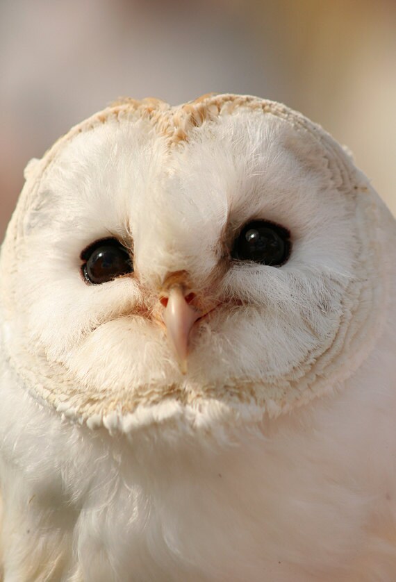 Fluffy Barn Owl