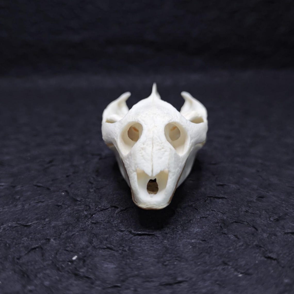 Turtle Skull, Real Animal Skull Treasure, Exotic Bracelet Accessory ...