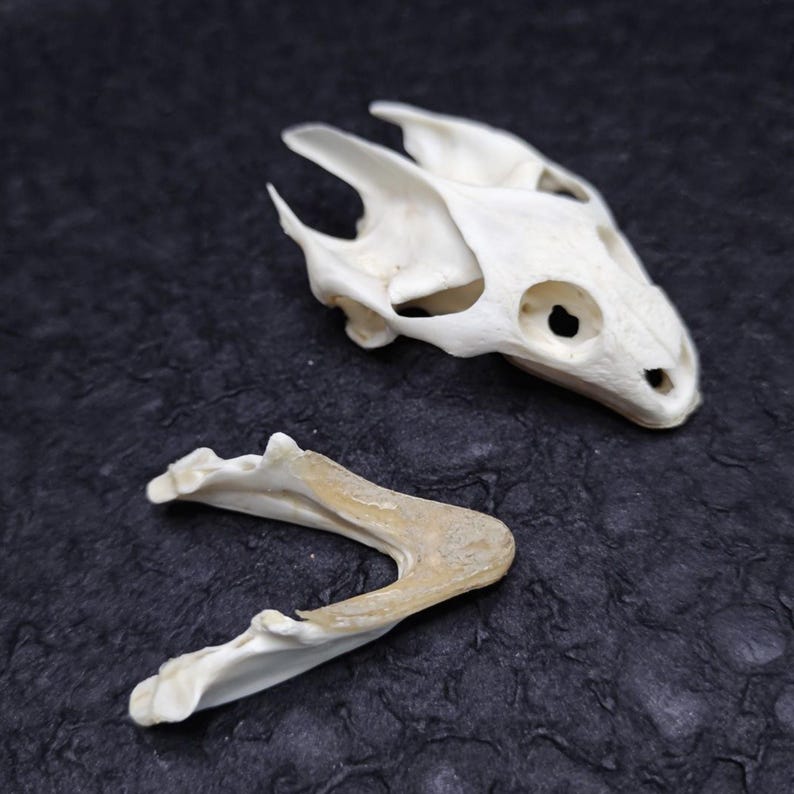 Turtle Skull, Real Animal Skull Treasure, Exotic Bracelet Accessory ...