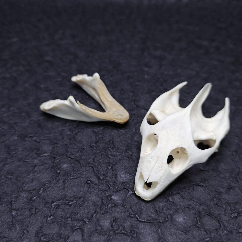 Turtle Skull, Real Animal Skull Treasure, Exotic Bracelet Accessory ...