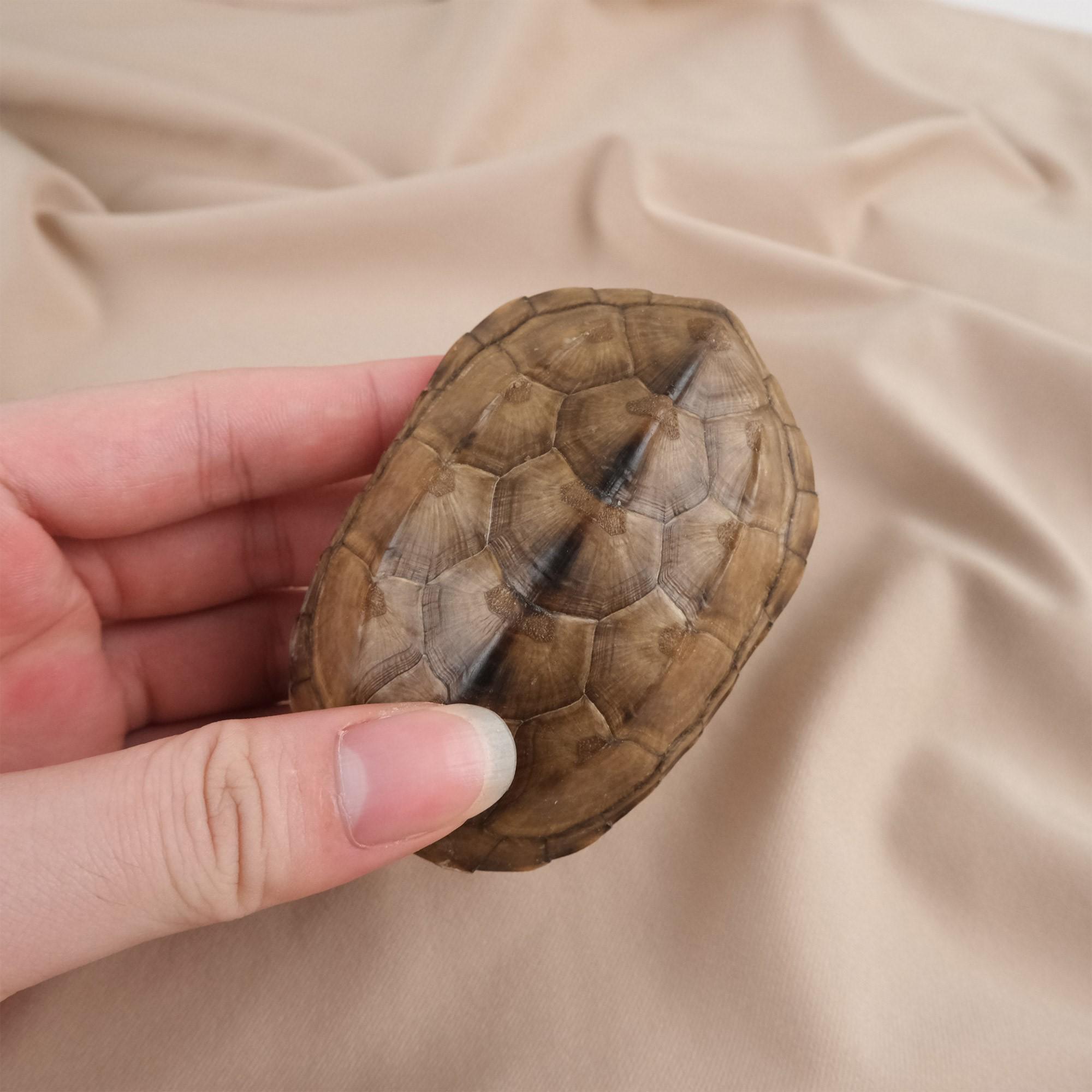 Vintage Real Specimen Turtle Shell Bone Specimen, Cleaned, Disinfected ...