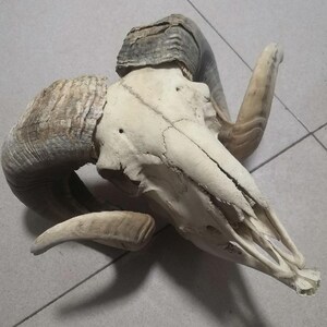 Real Sheep Skull Specimen With Horns, Cleaned and Disinfected Teaching ...