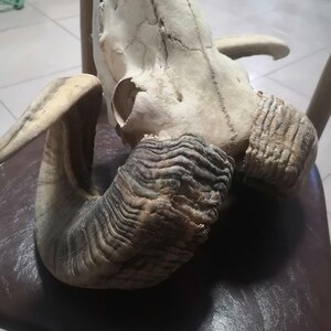 Real Sheep Skull Specimen With Horns, Cleaned and Disinfected Teaching ...