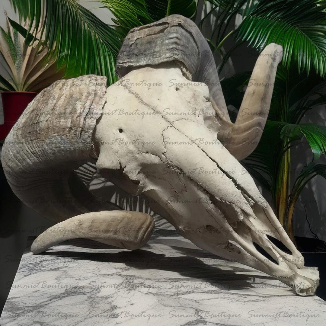 Real Sheep Skull Specimen With Horns, Cleaned and Disinfected Teaching ...