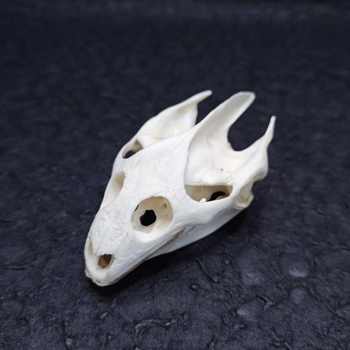 Turtle Skull, Real Animal Skull Treasure, Exotic Bracelet Accessory ...