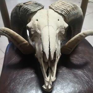 Real Sheep Skull Specimen With Horns, Cleaned and Disinfected Teaching ...