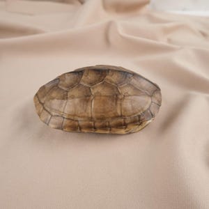 Vintage Real Specimen Turtle Shell Bone Specimen, Cleaned, Disinfected ...