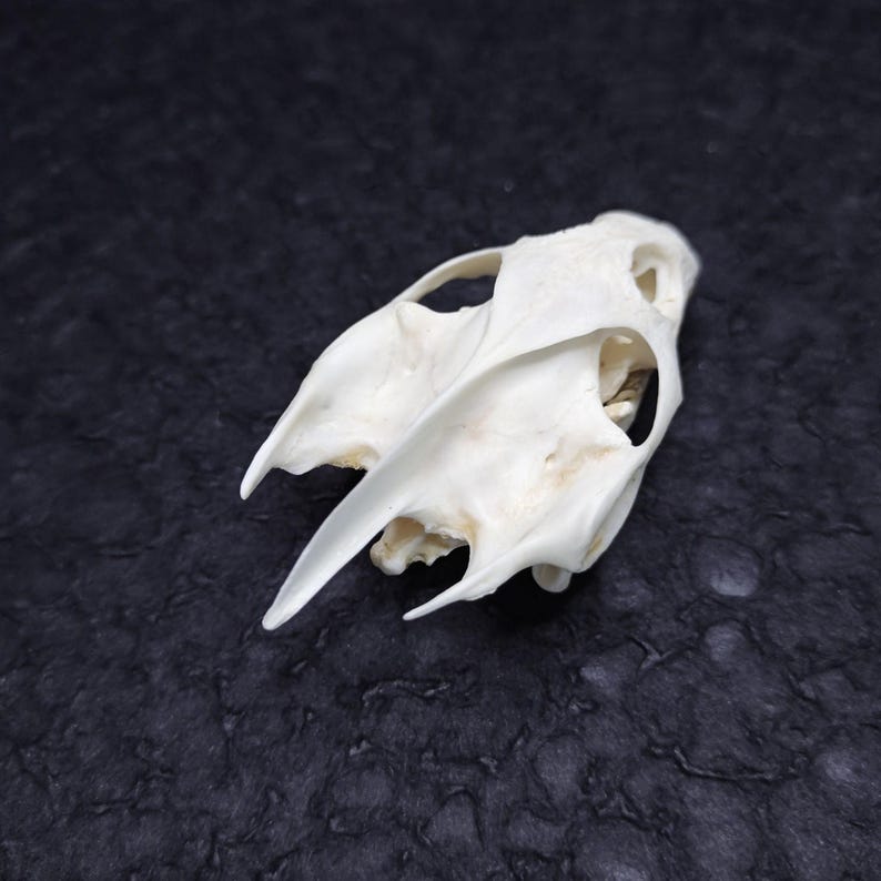 Turtle Skull, Real Animal Skull Treasure, Exotic Bracelet Accessory ...