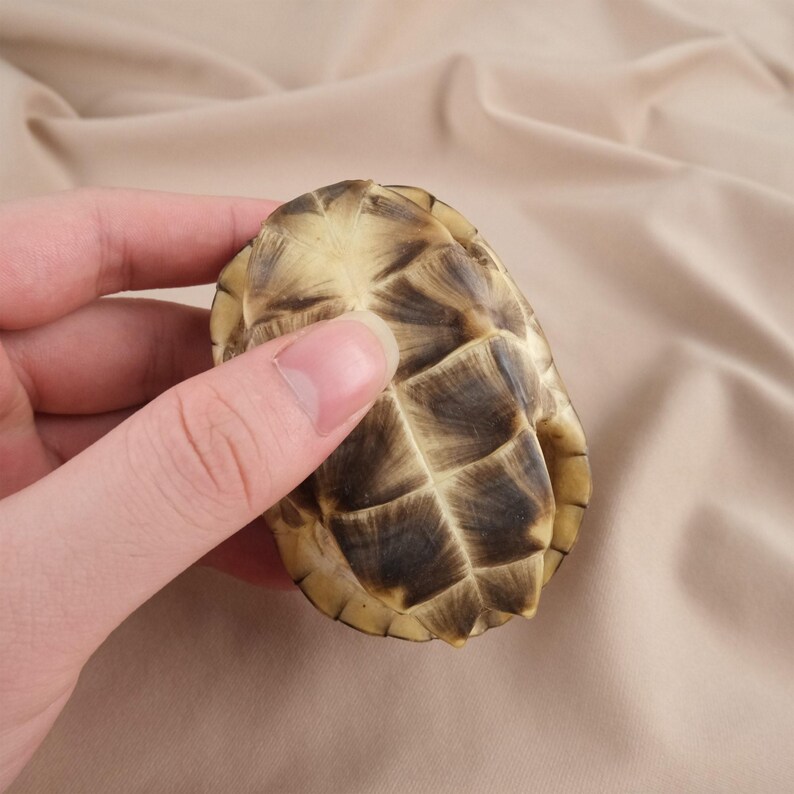 Vintage Real Specimen Turtle Shell Bone Specimen, Cleaned, Disinfected ...