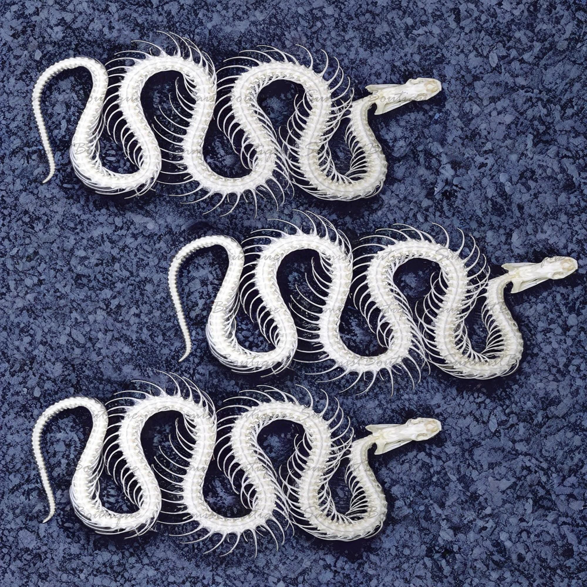 Curved and Shaped Snake Skeleton, Real Animal Skeleton, Witchcraft ...