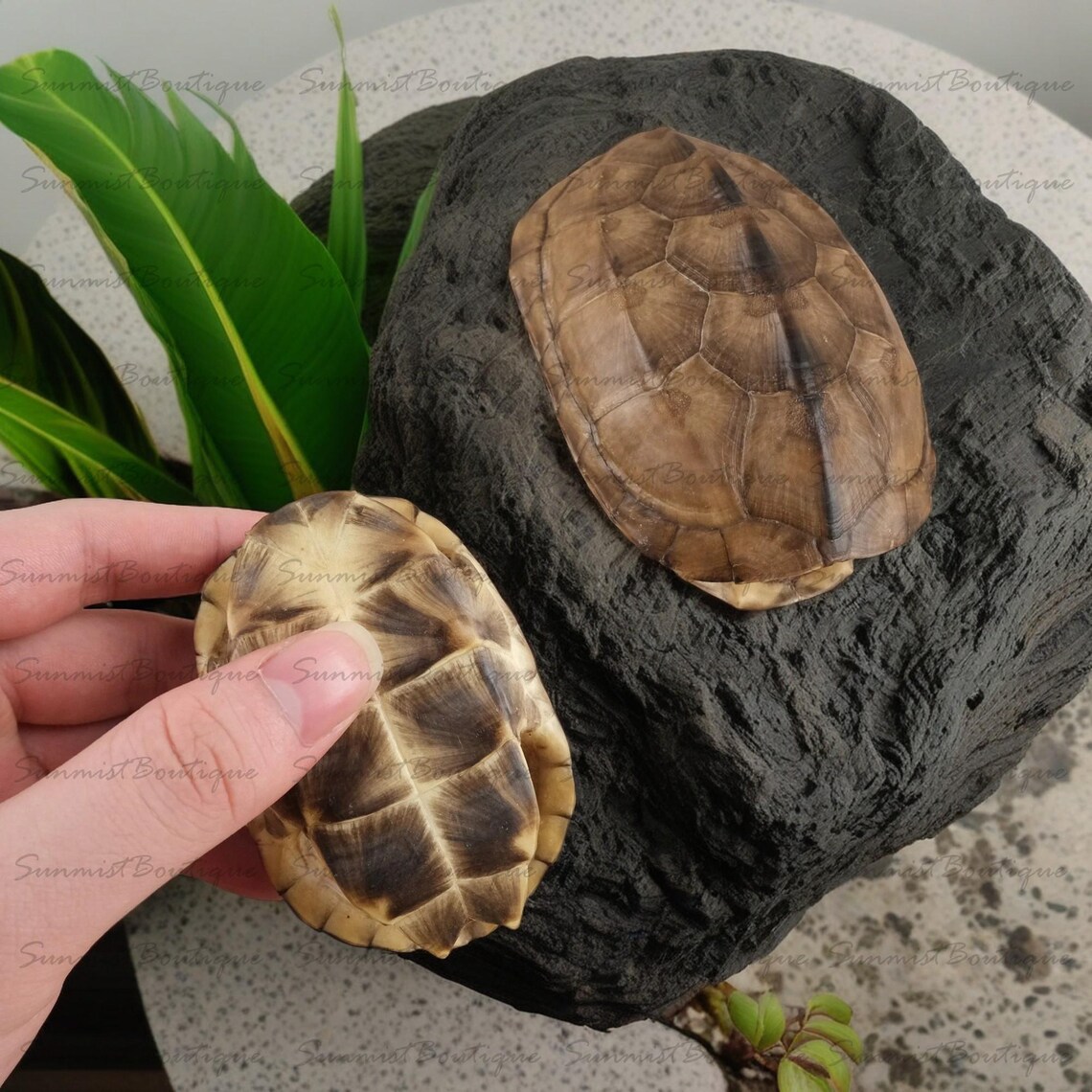 Vintage Real Specimen Turtle Shell Bone Specimen, Cleaned, Disinfected ...