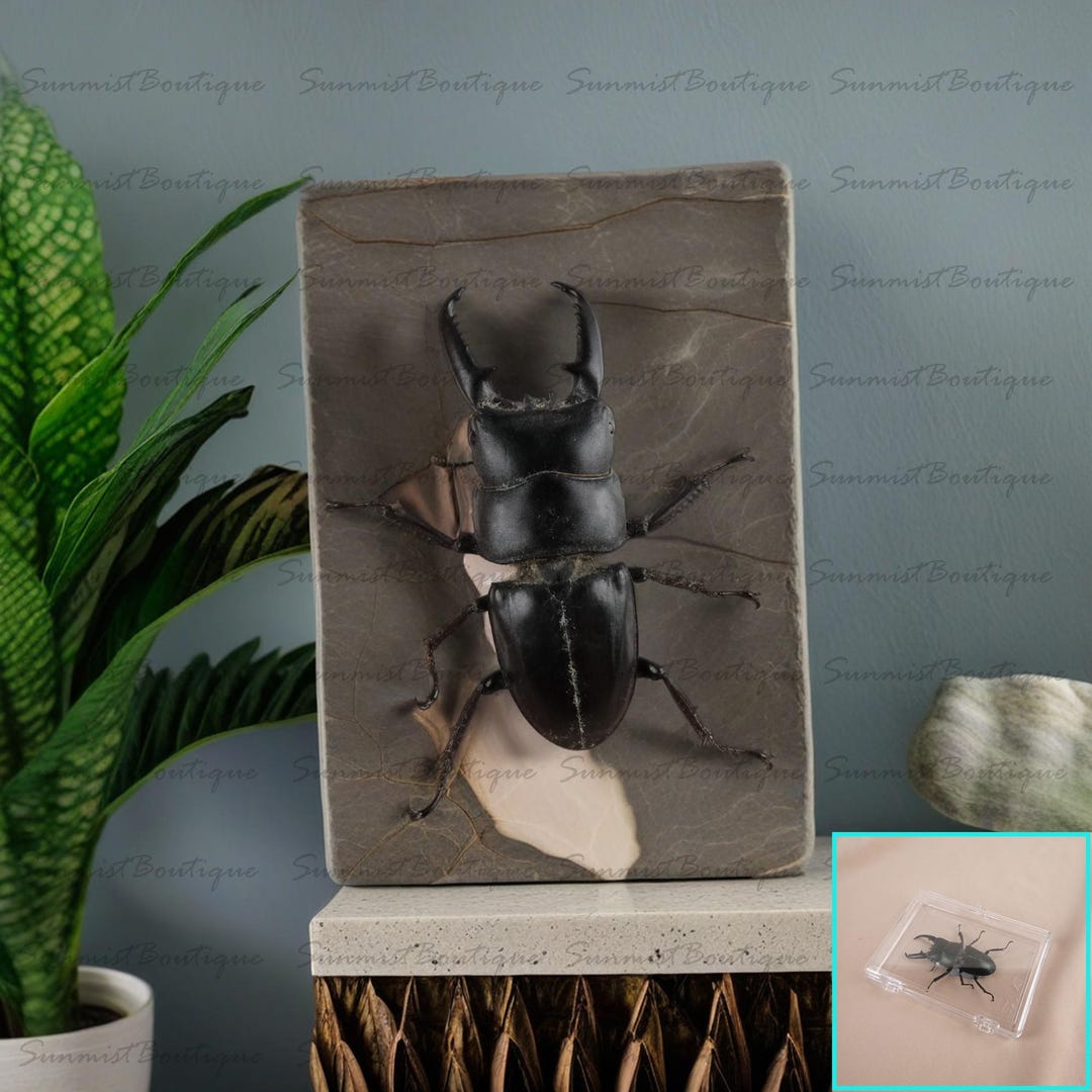 Black Beetle, Double Stag Beetle, Bug Insect Specimens, Wholesale, Buy ...