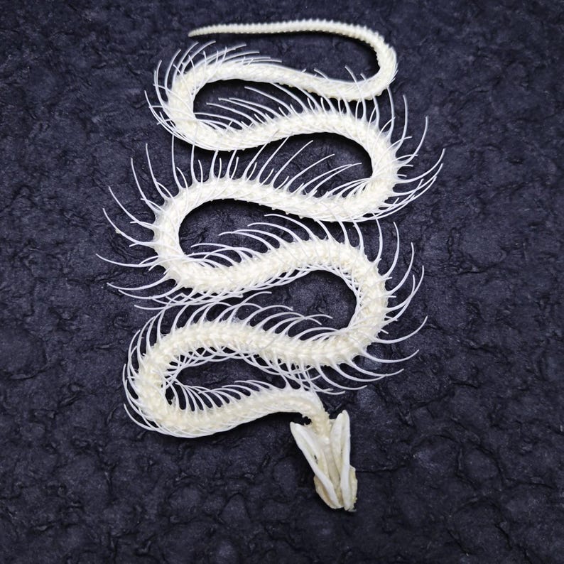 Curved and Shaped Snake Skeleton, Real Animal Skeleton, Witchcraft ...