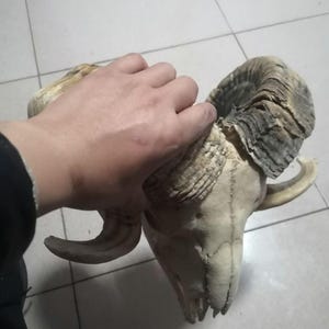 Real Sheep Skull Specimen With Horns, Cleaned and Disinfected Teaching ...