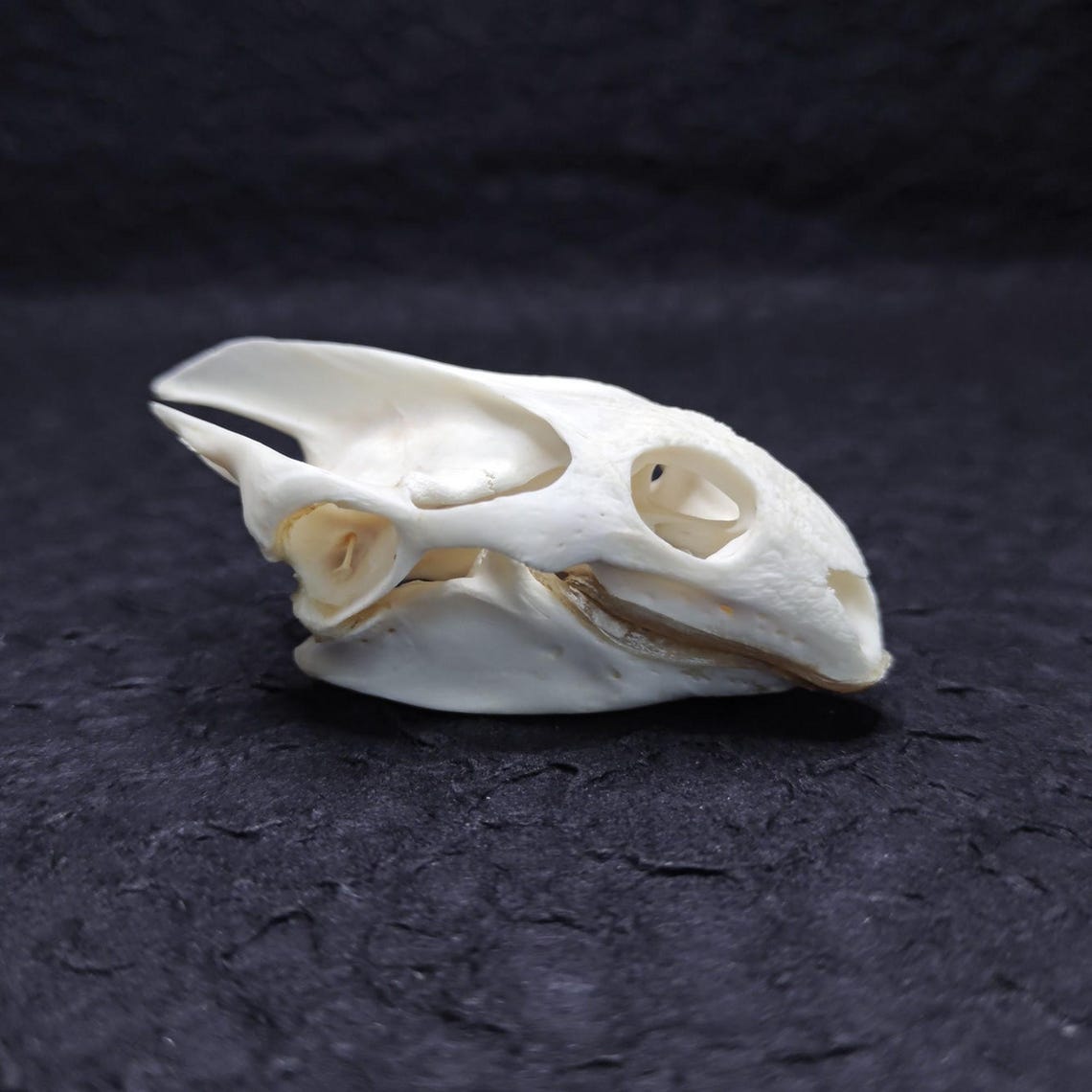 Turtle Skull, Real Animal Skull Treasure, Exotic Bracelet Accessory ...