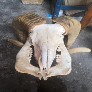 Real Sheep Skull Specimen With Horns, Cleaned and Disinfected Teaching ...