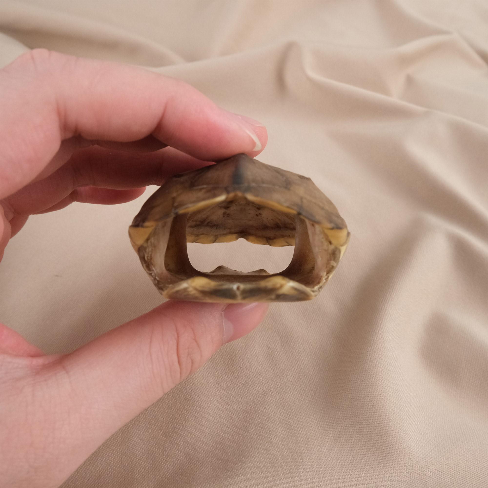 Vintage Real Specimen Turtle Shell Bone Specimen, Cleaned, Disinfected ...