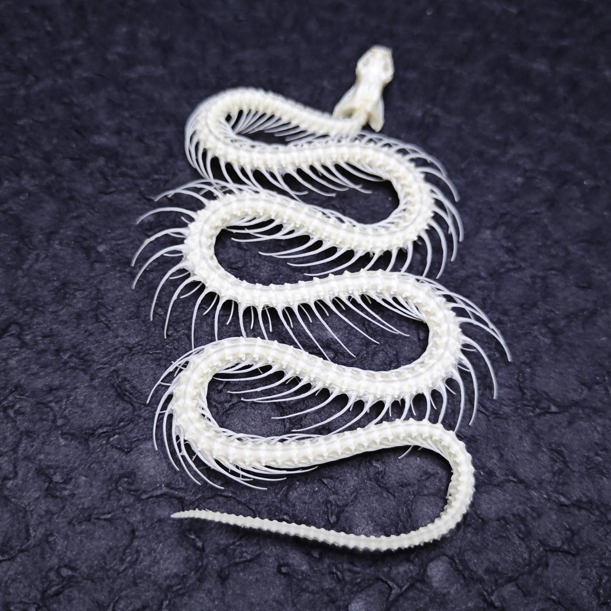 Curved and Shaped Snake Skeleton, Real Animal Skeleton, Witchcraft ...