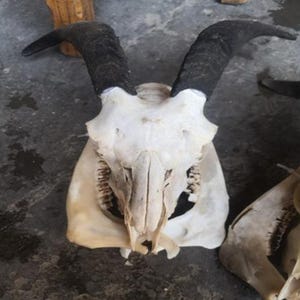 Real Sheep Skull Specimen With Horns, Cleaned and Disinfected Teaching ...