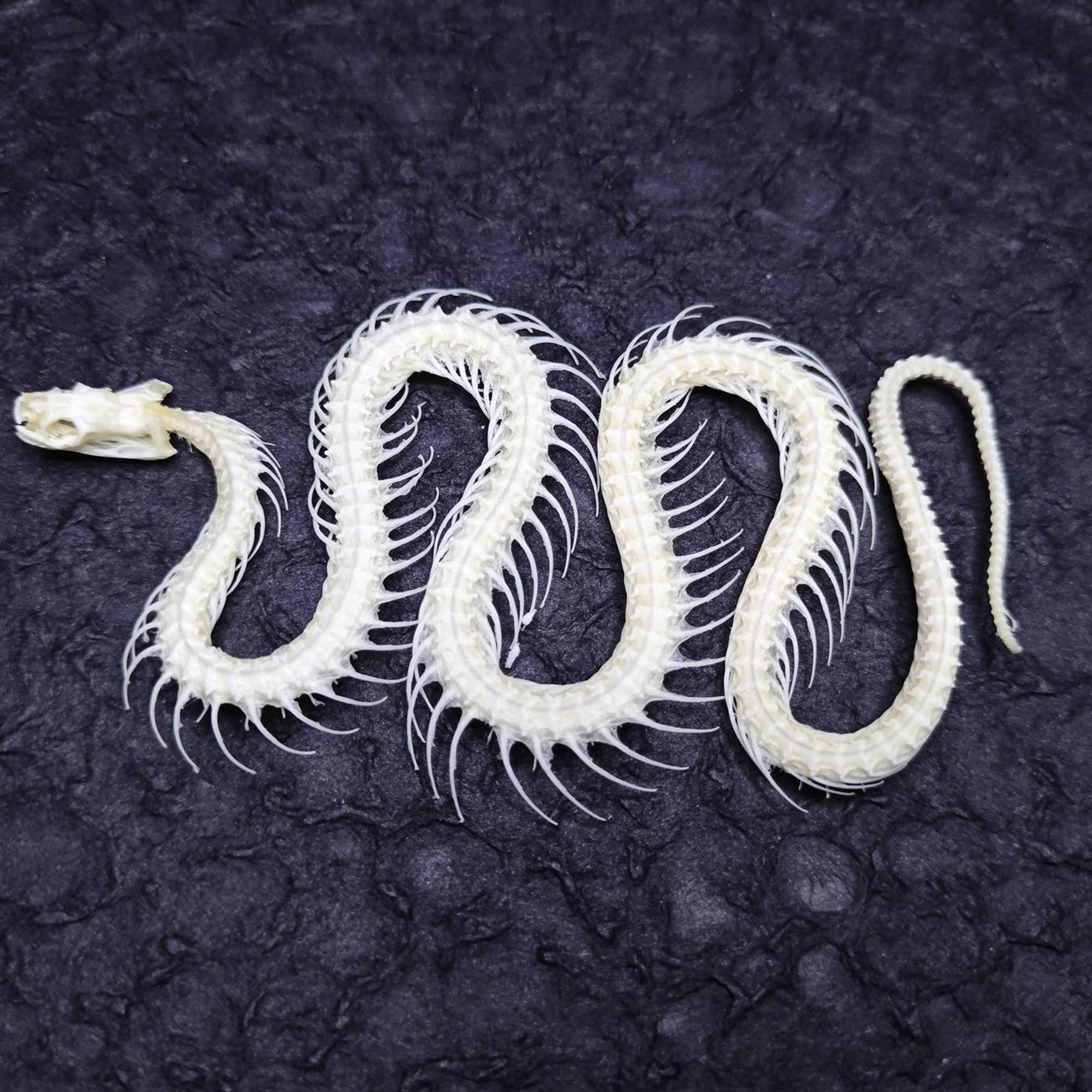 Curved and Shaped Snake Skeleton, Real Animal Skeleton, Witchcraft ...