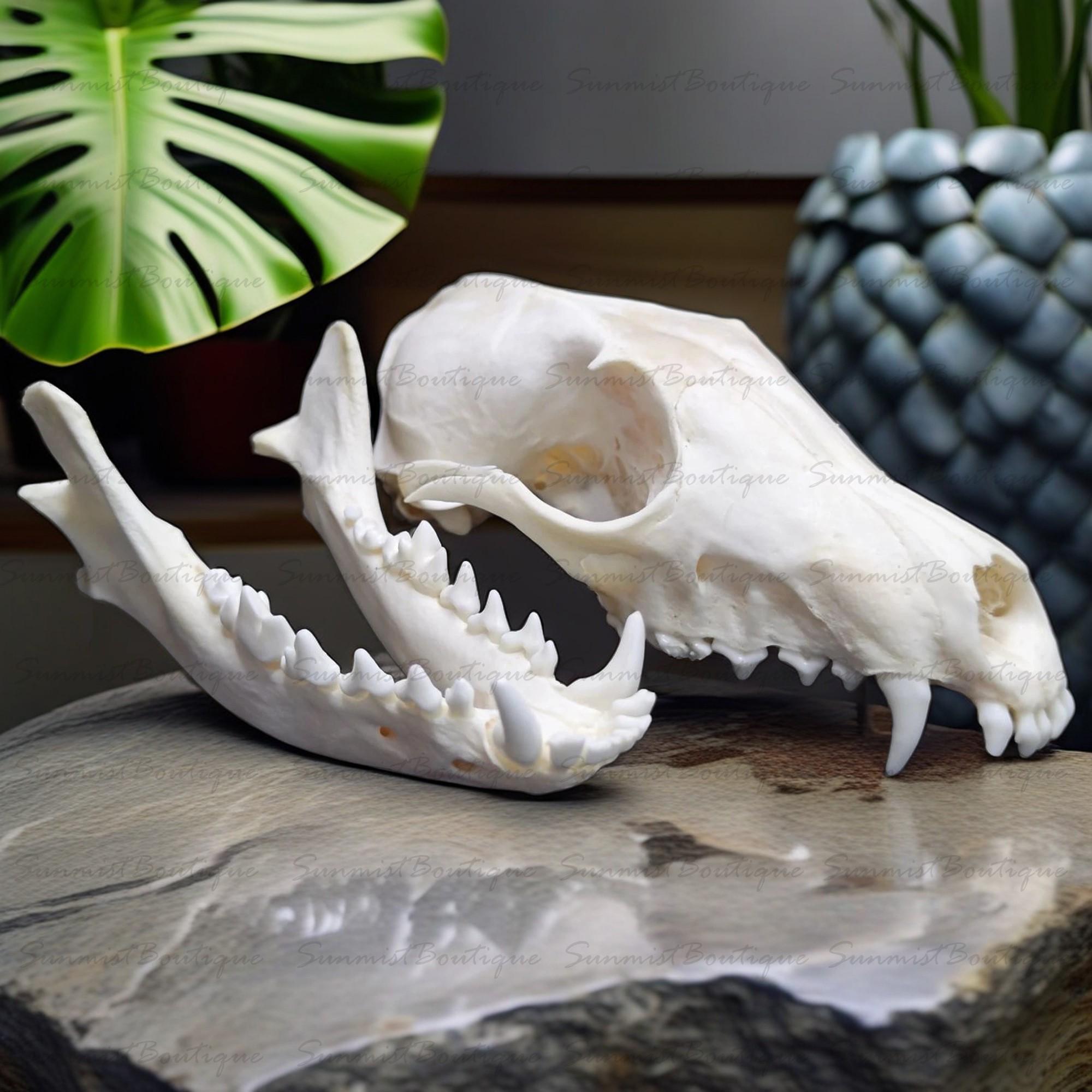 Fox Skull, Real Animal Skull Treasure, Collector's Gift, Natural ...