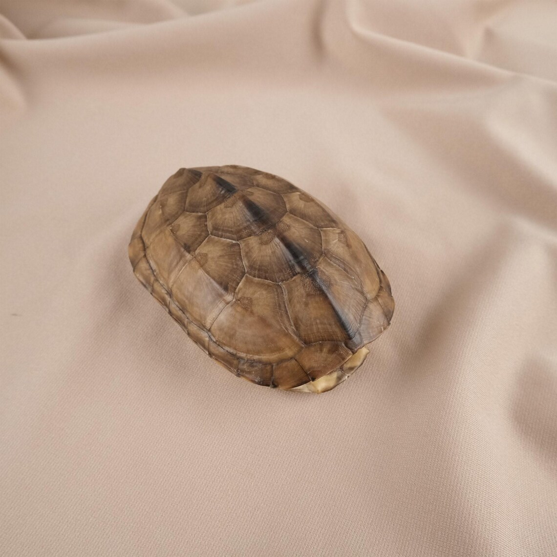 Vintage Real Specimen Turtle Shell Bone Specimen, Cleaned, Disinfected ...