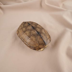 Vintage Real Specimen Turtle Shell Bone Specimen, Cleaned, Disinfected ...