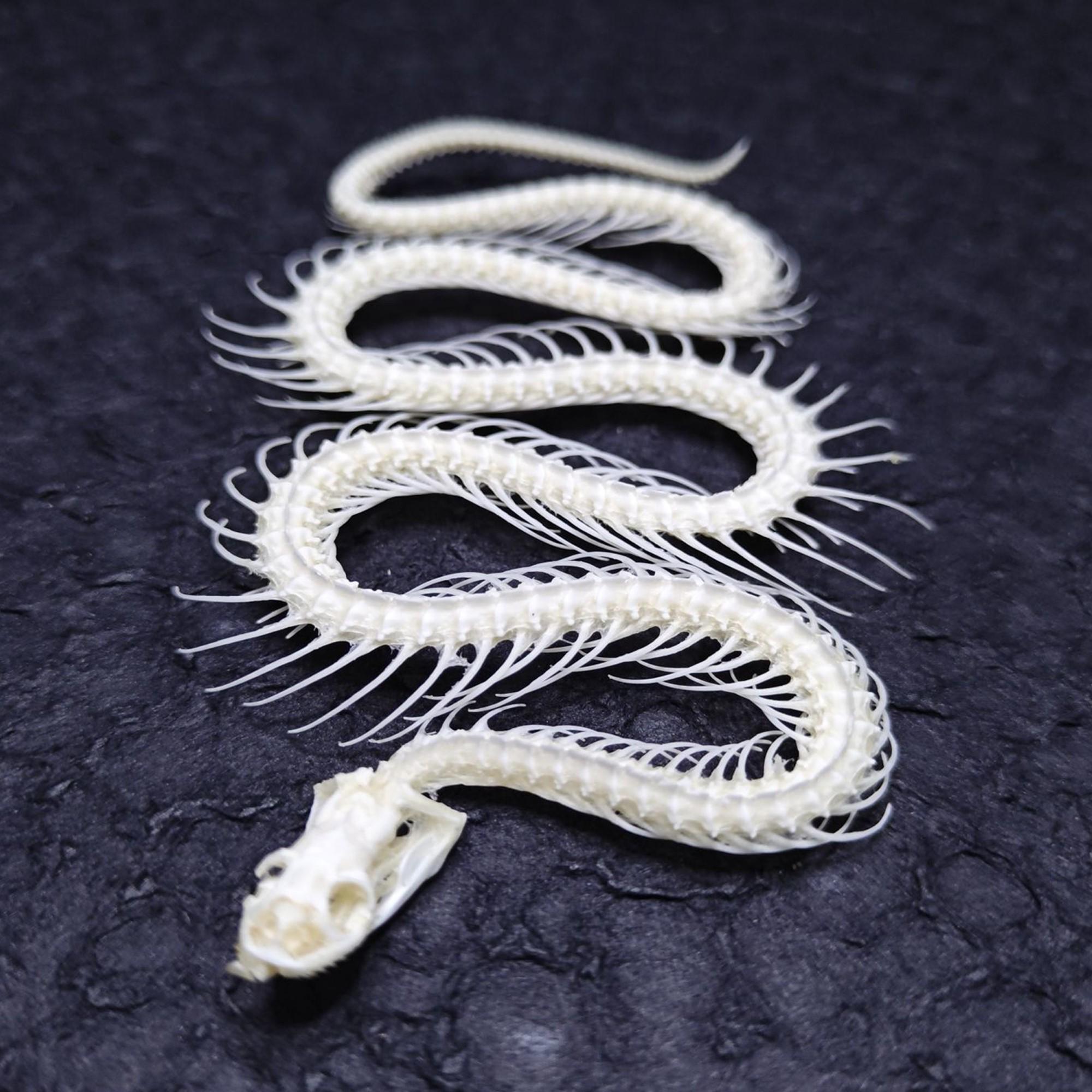 Curved and Shaped Snake Skeleton, Real Animal Skeleton, Witchcraft ...