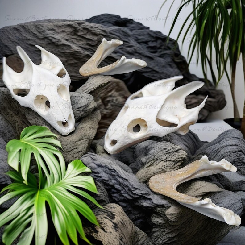 Turtle Skull, Real Animal Skull Treasure, Exotic Bracelet Accessory ...