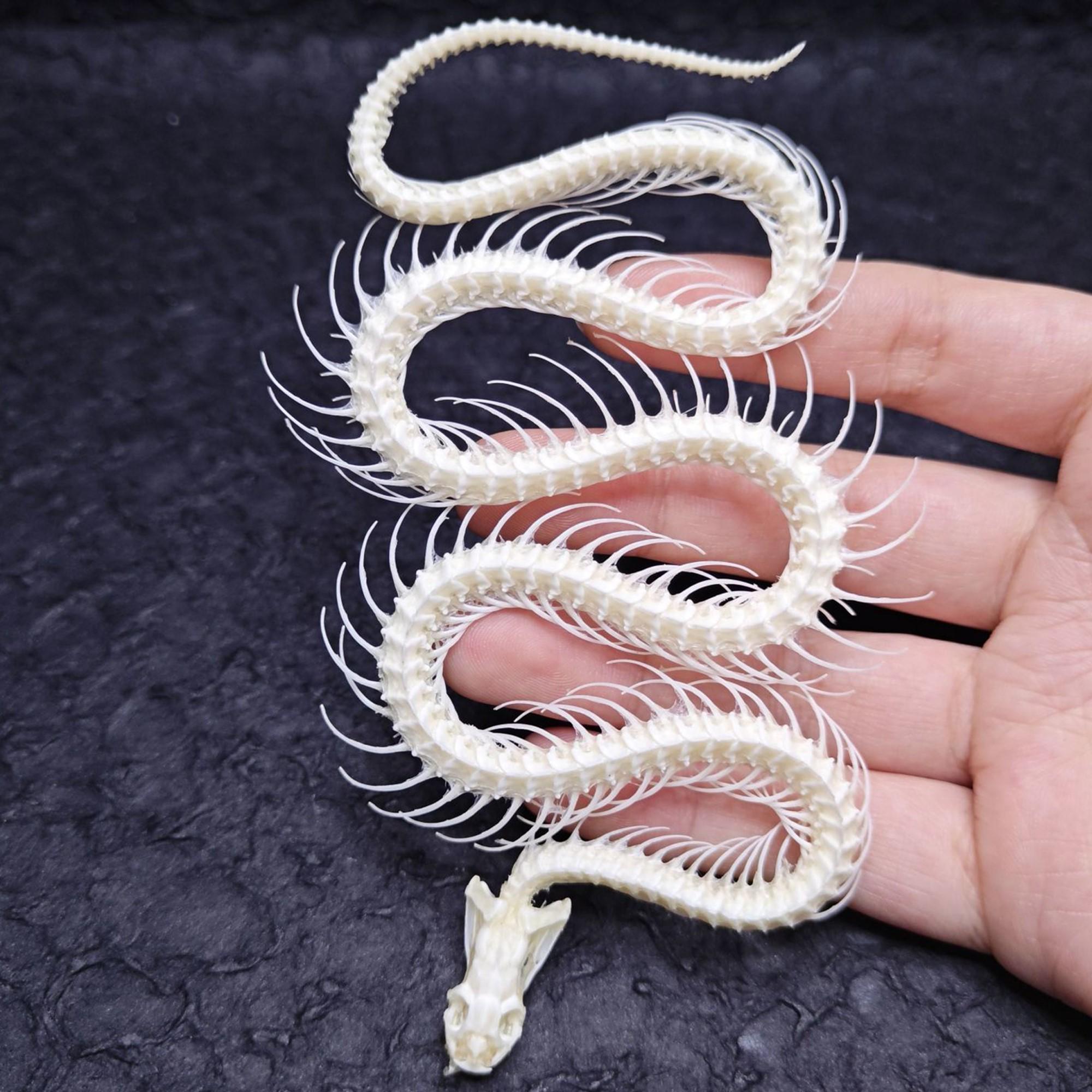 Curved and Shaped Snake Skeleton, Real Animal Skeleton, Witchcraft ...