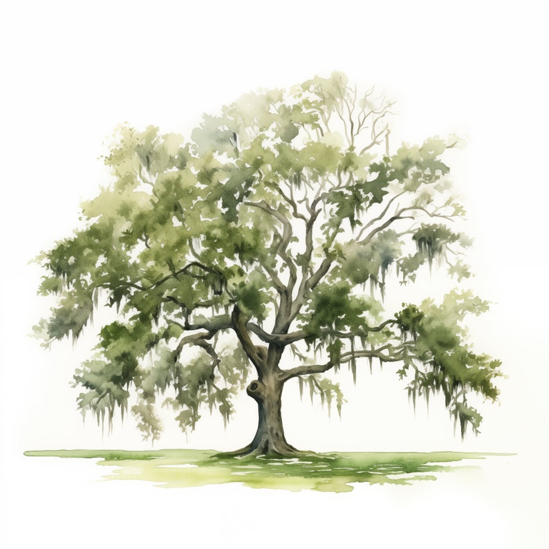 Live Oak With Spanish Moss, Original Watercolor of the South Carolina ...