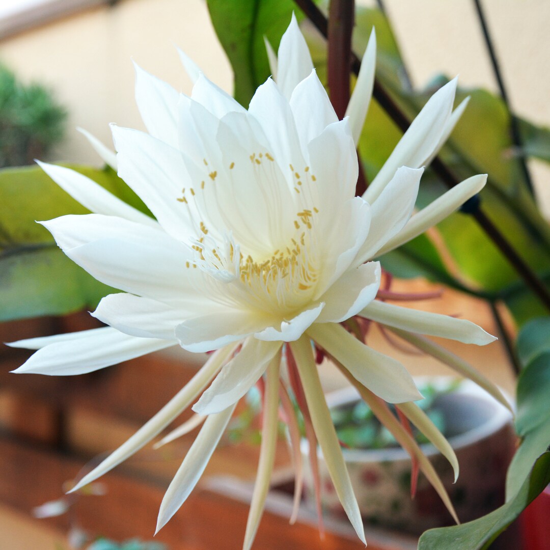 Queen lady Flower of the Night - Etsy