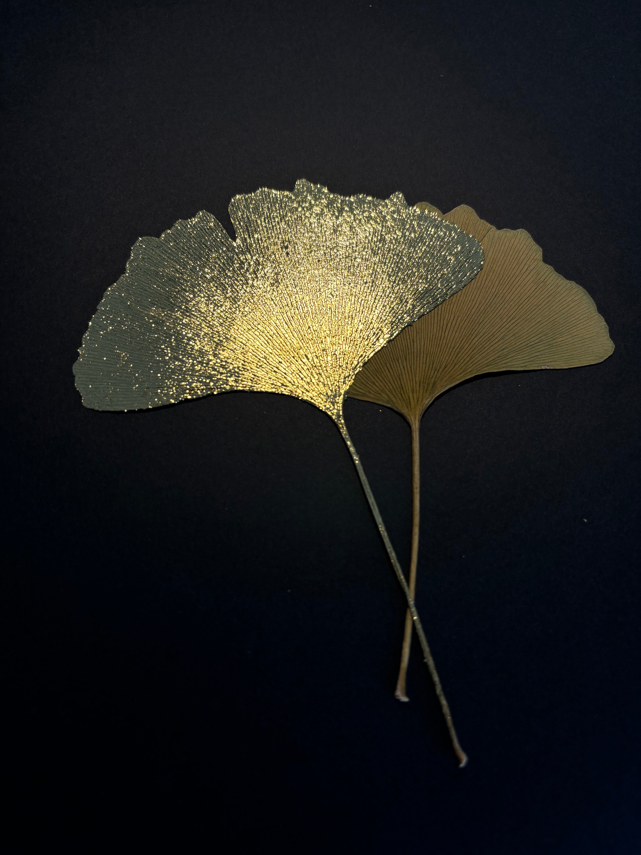Dried Ginkgo Biloba Leaf Coated With Gold Leaf - Etsy