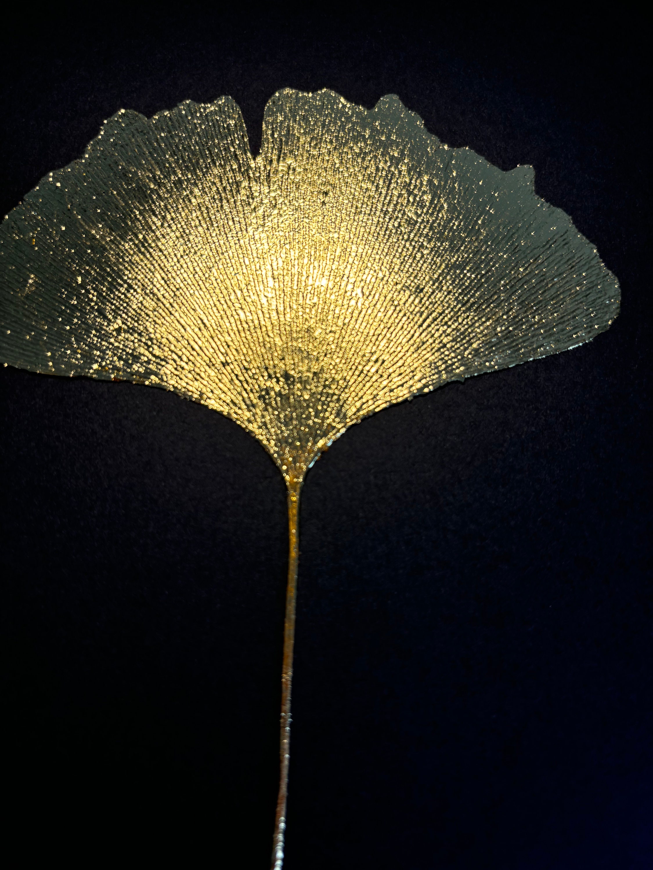 Dried Ginkgo Biloba Leaf Coated With Gold Leaf - Etsy