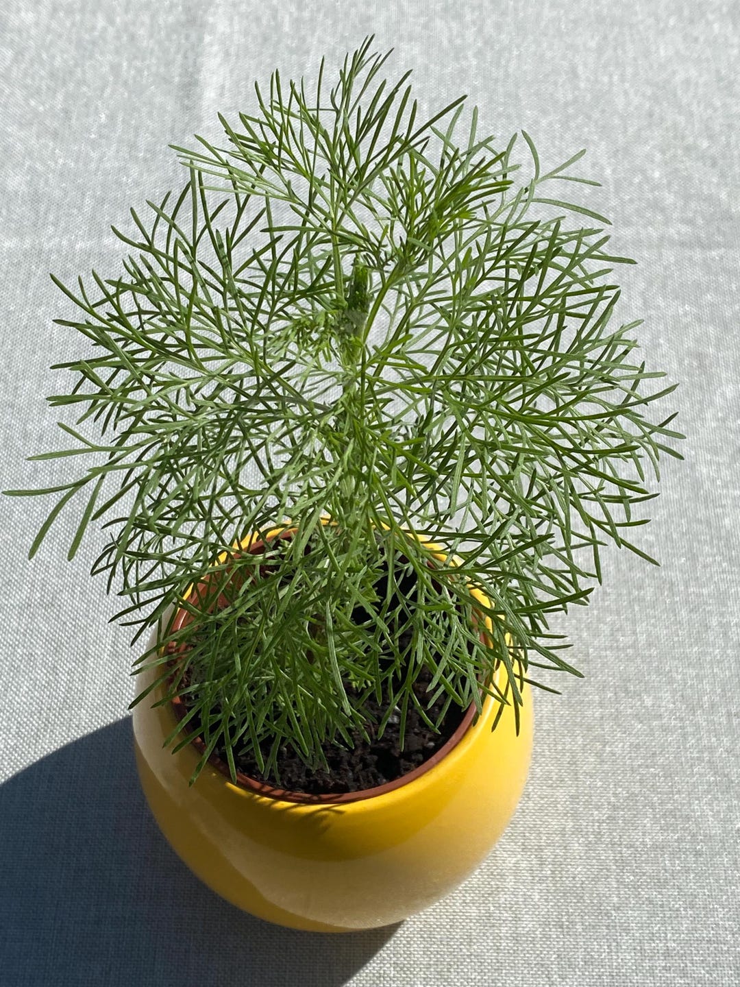 Plante herbe de Cola, Cola rue, Cola arbuste, Seelness®Plante issue de ...