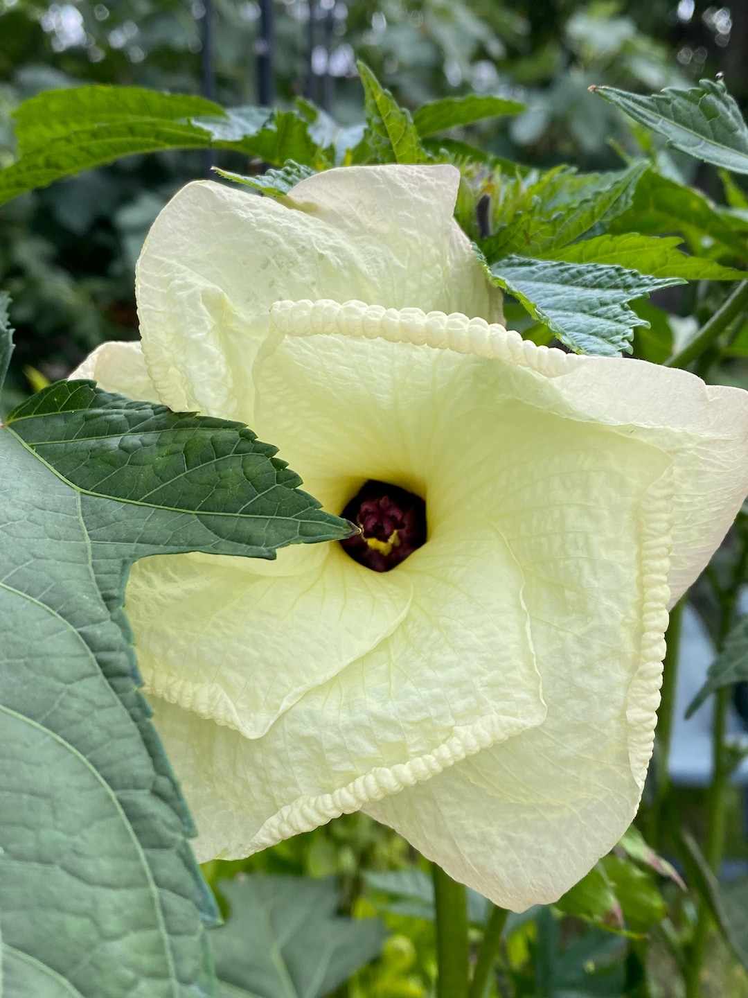 Aibika Seeds Sunset Hibiscus, Abelmoschus Manihot, Seelness®seeds ...