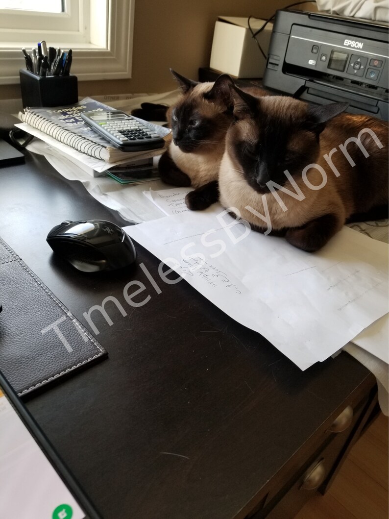 Saifa and Roma: Siamese Cats at Work Desk Companion Wall Art - Etsy