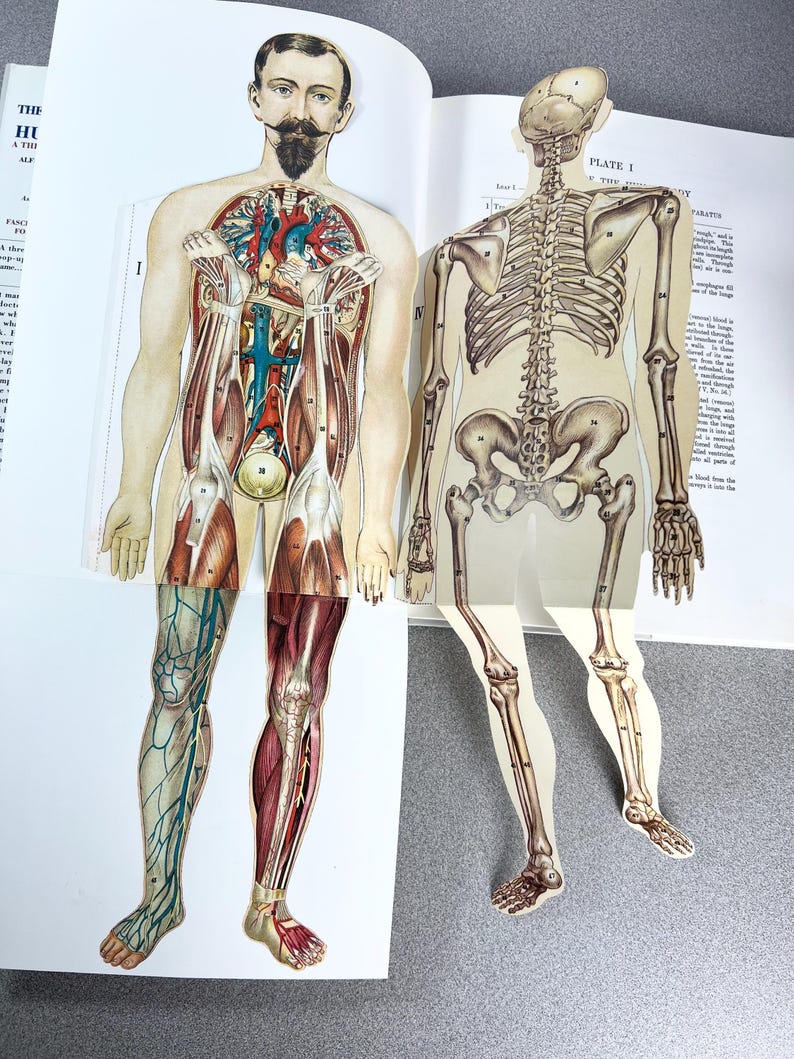 The Fold-out Atlas of the Human Body Anatomy Vintage Medical Pop-up ...